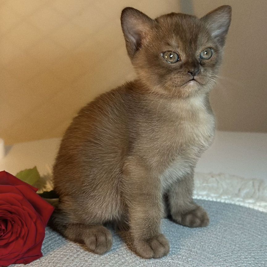 Европейский бурманский котёнок