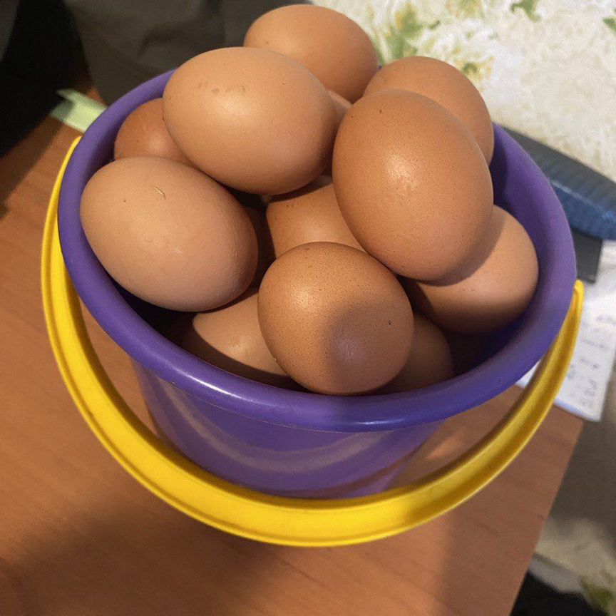 Домашние куриные яйца