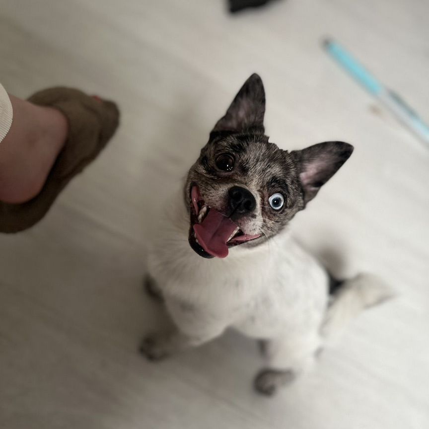 Отдам в добрые руки