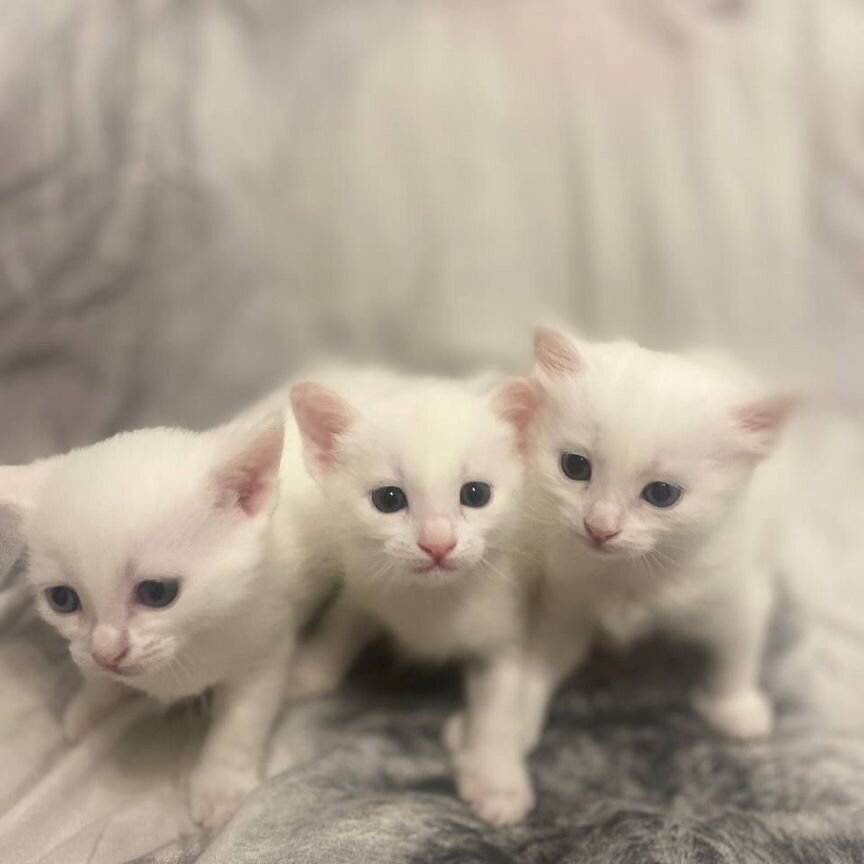 Котята турецкой ангоры и Као мани помесь