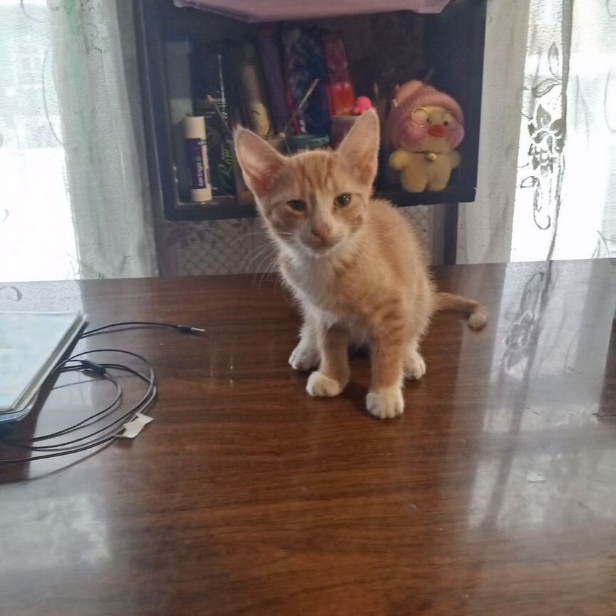 Рыжий котенок в добрые руки