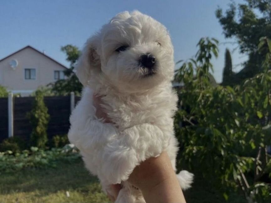 Щенки бишон фризе