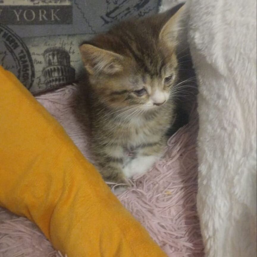 Котенок