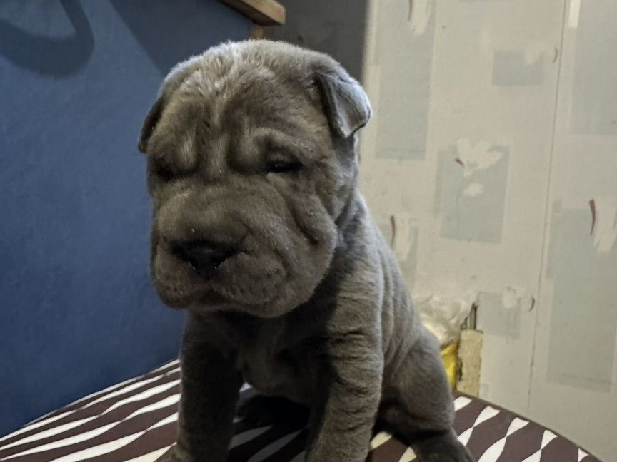 Щенки шарпей