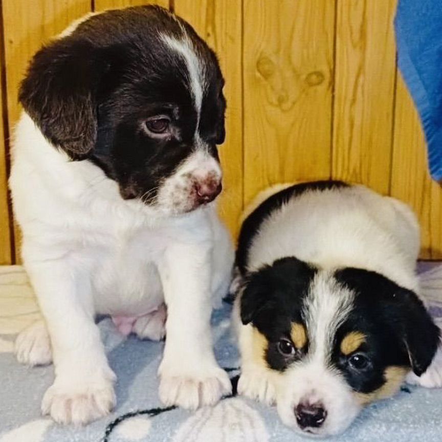 Пушистые комочеи-коротколапики. Щенки