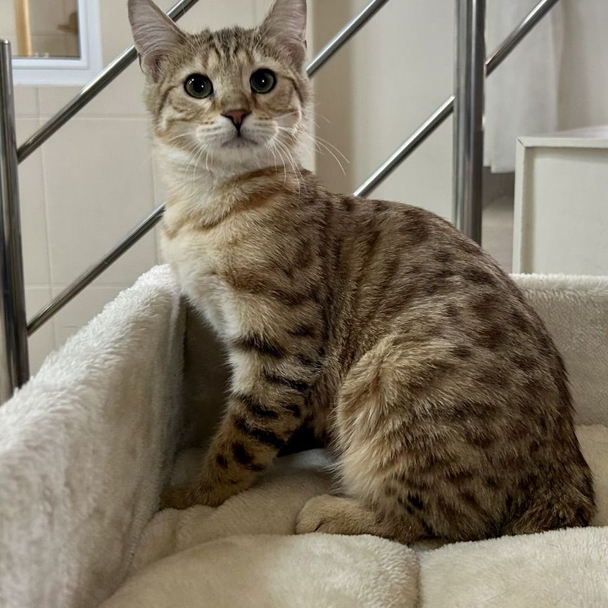 Пиксибоб кошечка Арина