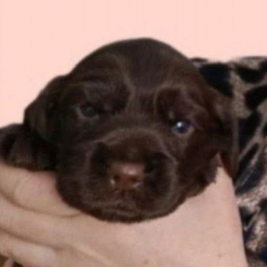 Русский охотничий спаниель, щенок