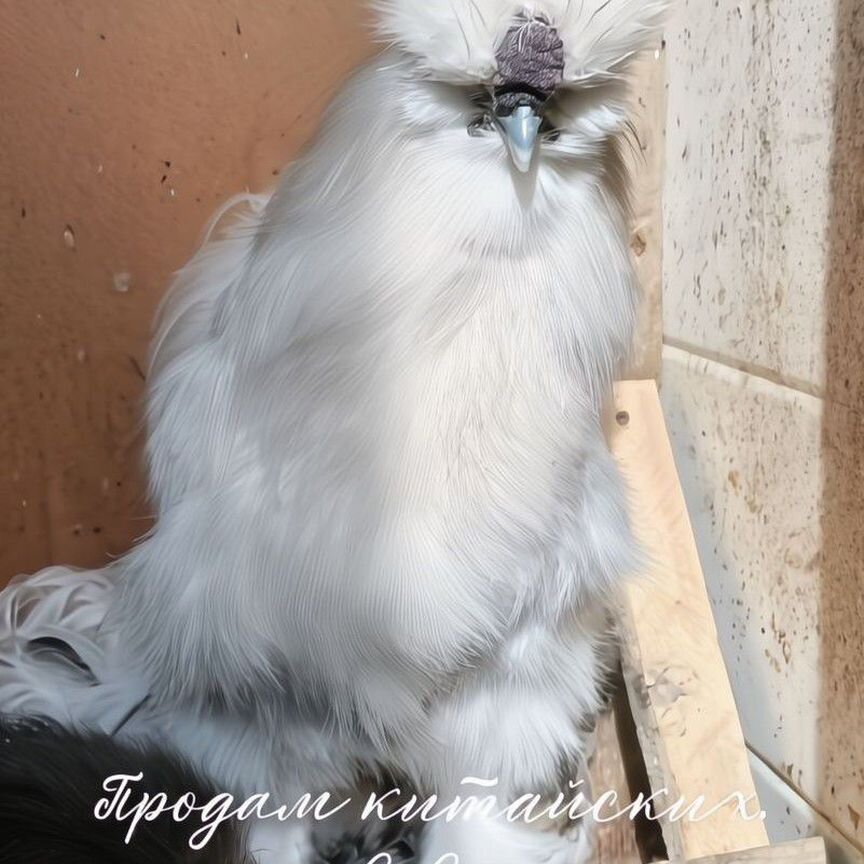 Китайска- шелковая, петухи, продам