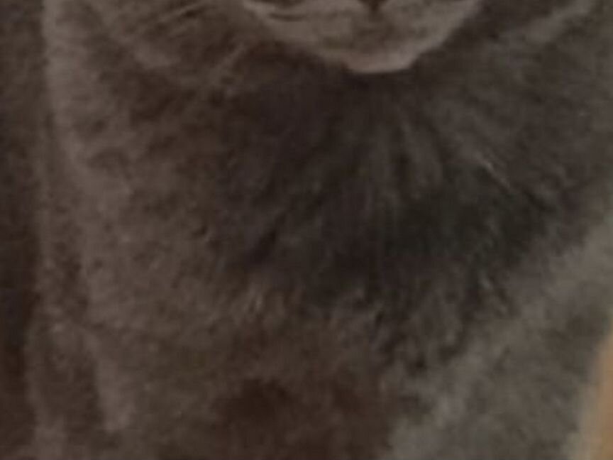 Котик Филипп