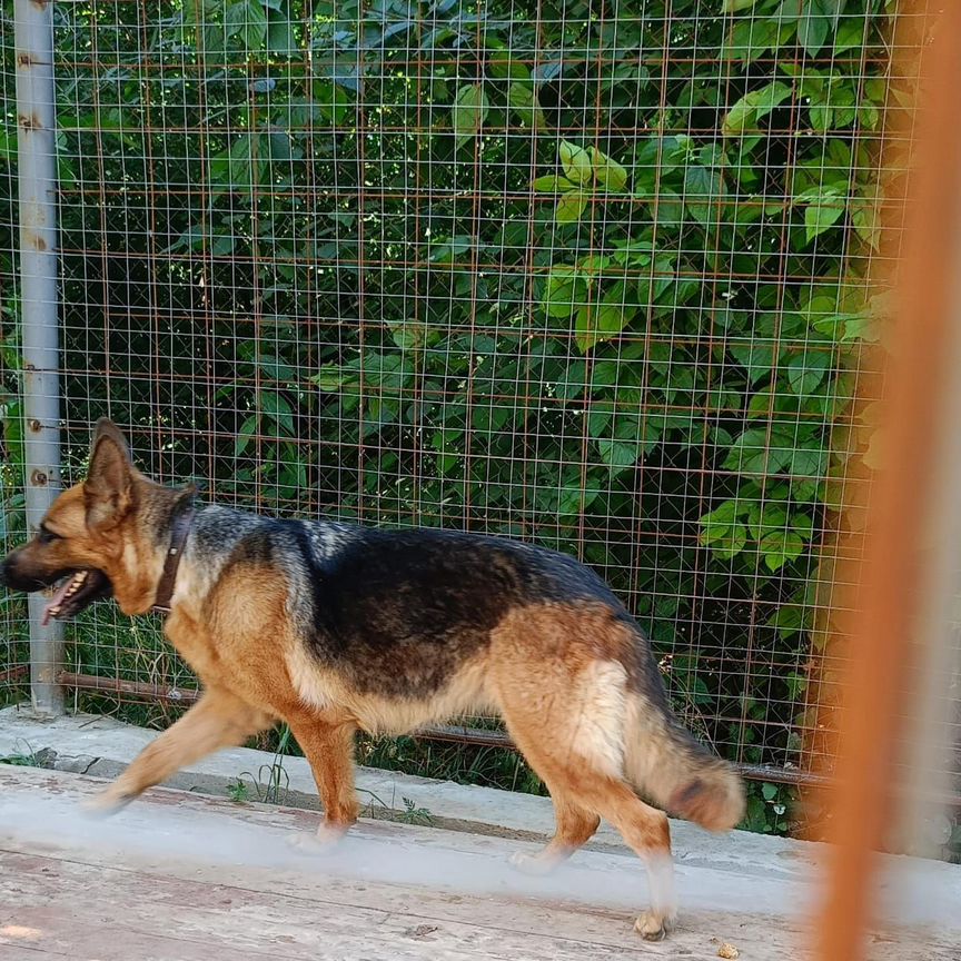 Немецкая овчарка