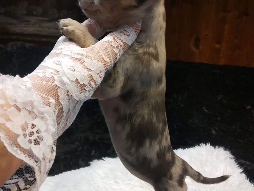 Чихуахуа мини девочка