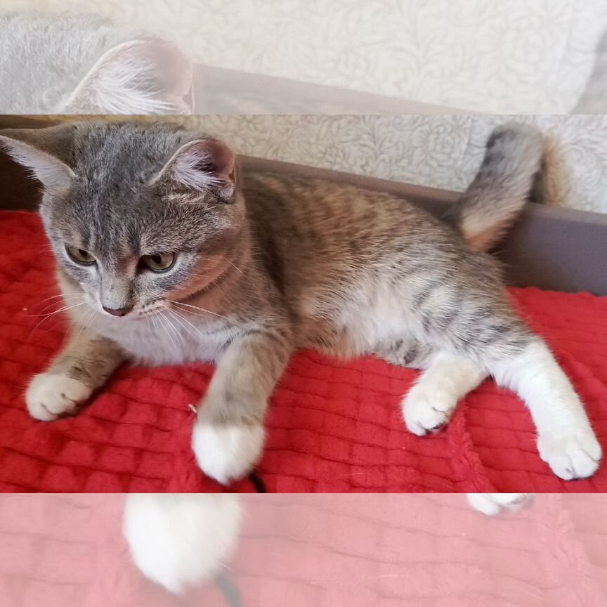 Котёнок в добрые руки