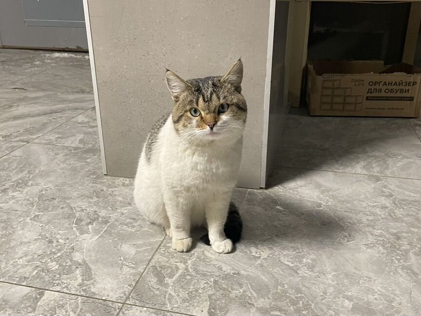 Кот в добрые руки