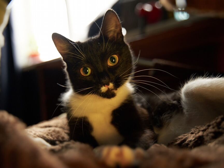 Кошка в дар