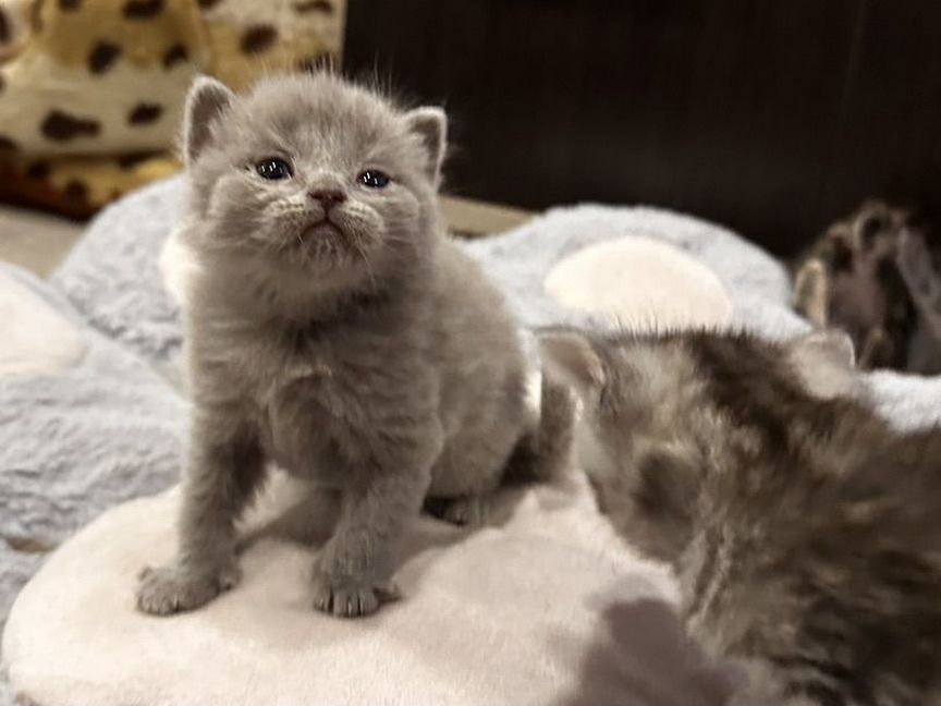 Шотландские вислоухие котята