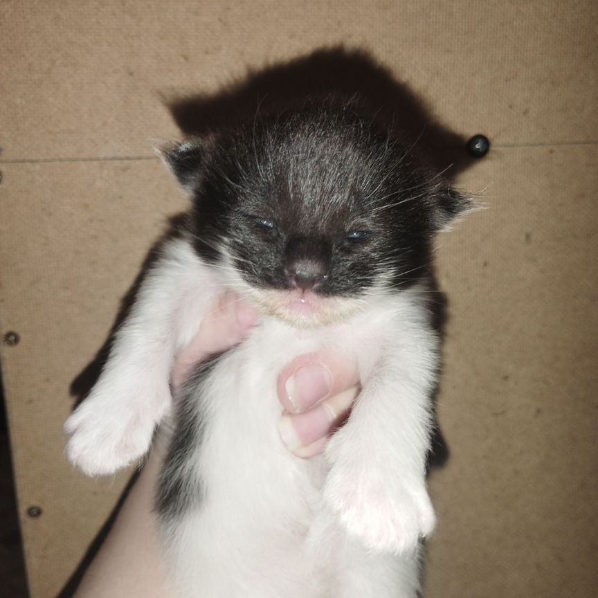 Котята мейн-кун