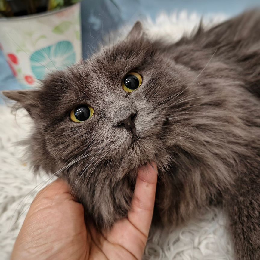 Кошка в добрые руки