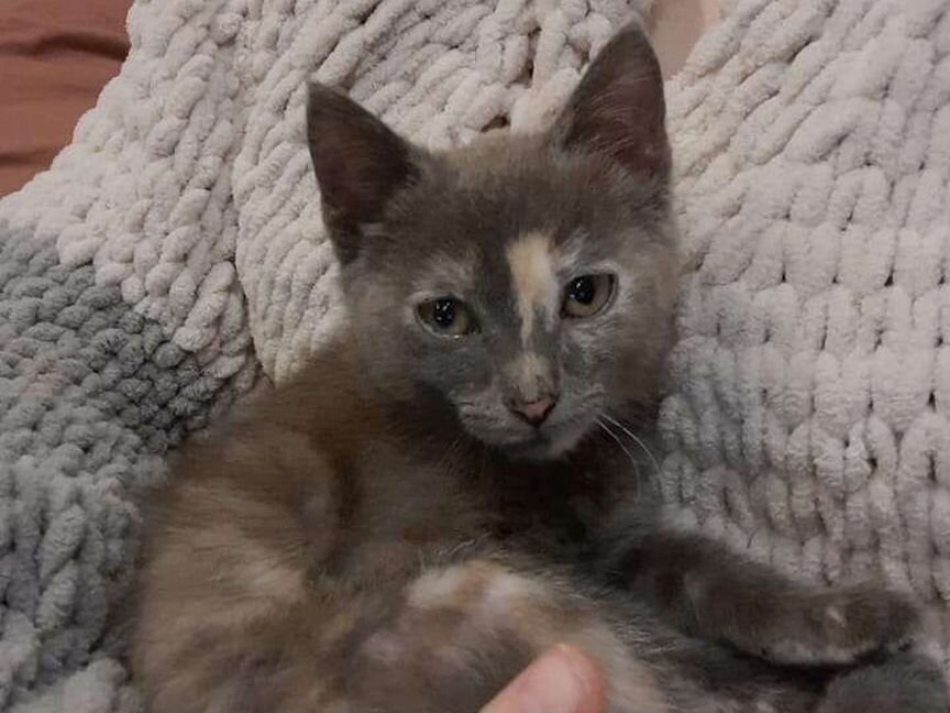Котёнок девочка в добрые руки