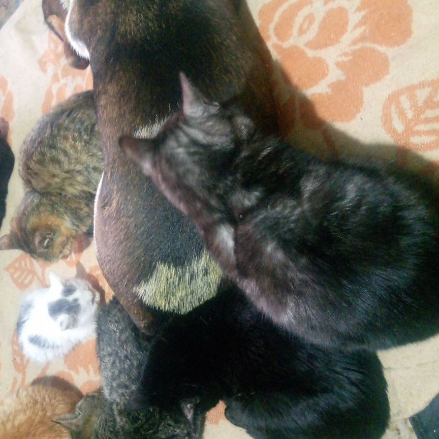 Котёнок в добрые руки