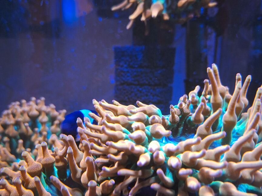 Актиния квадриколор