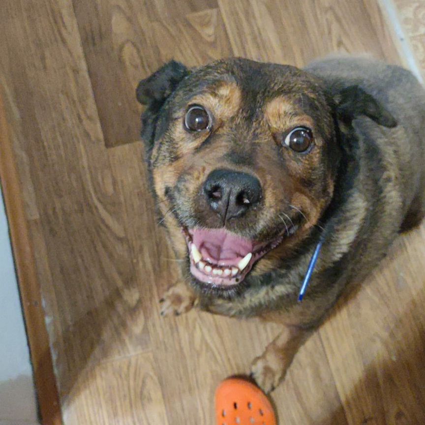 Добрая собака