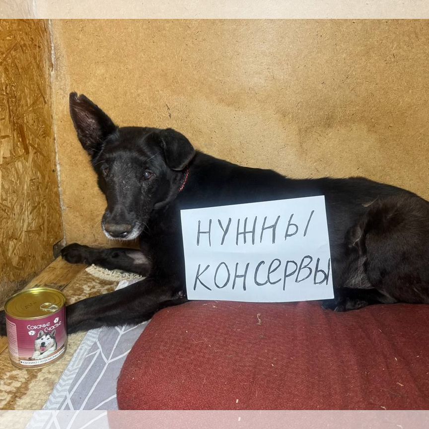 Взрослая собака в добрые руки