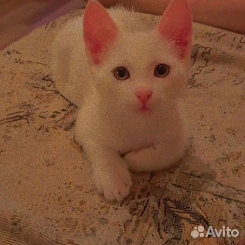 Котëнок белый