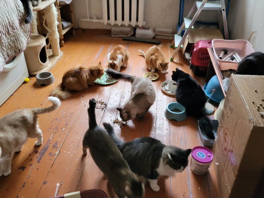 Помощь котикам