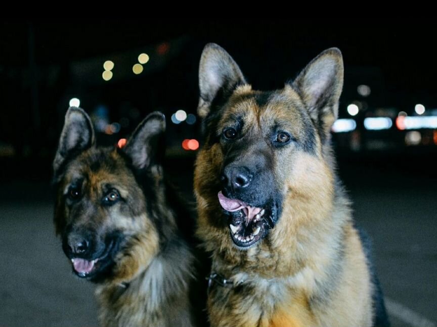 Вязка: Немецкая овчарка