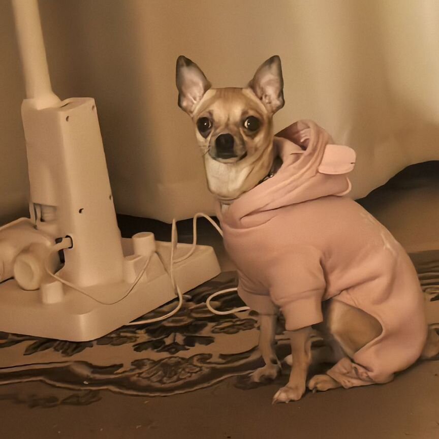 Чихуахуа, взрослая собака