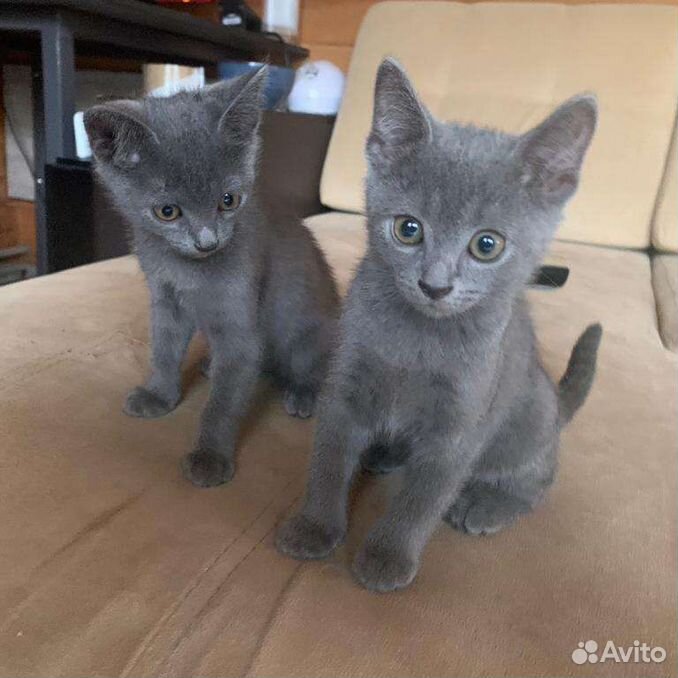 Котята 2 месяца девочки фенотип русской голубой