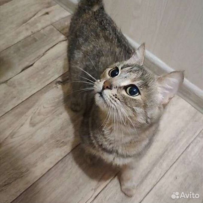 Воспитанная чистоплотная кошка в добрые руки