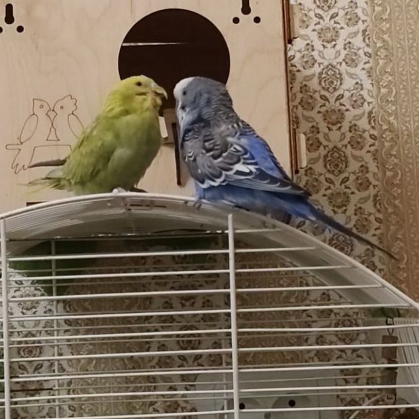 Волнистый попугай