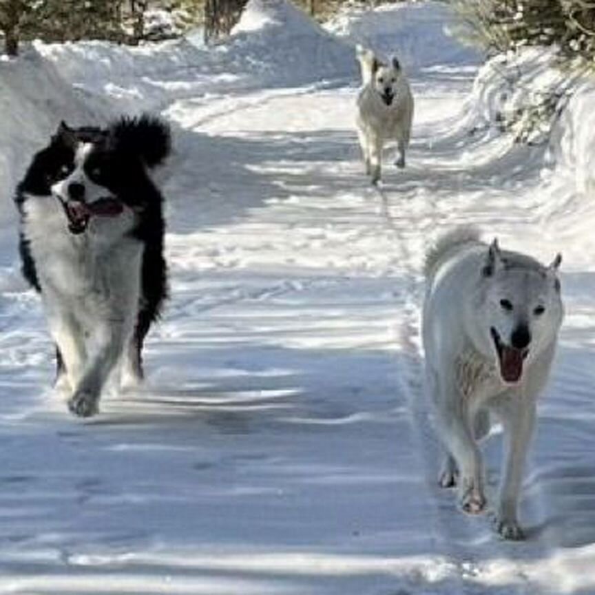Западносибирская лайка, взрослый пёс