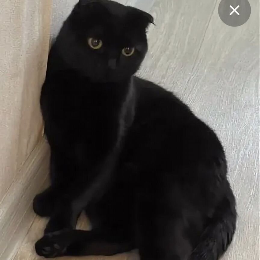 Вислоухие котята
