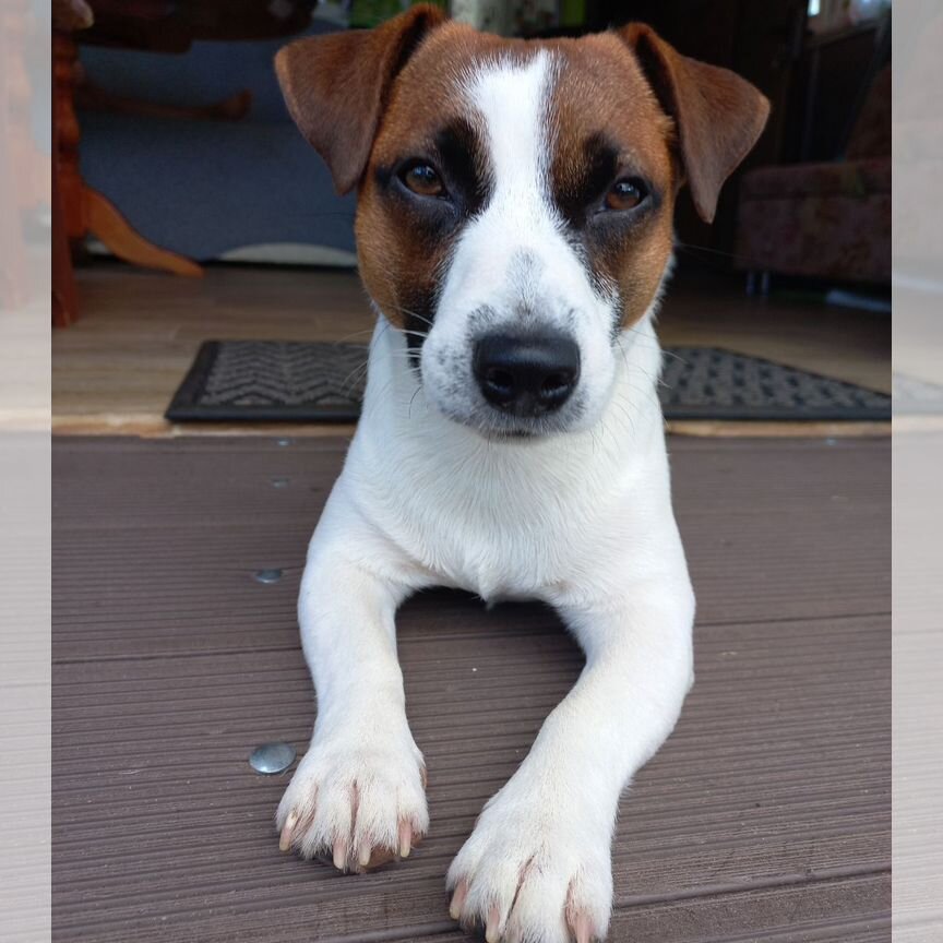 Вязка Джек Рассел Терьер мальчик