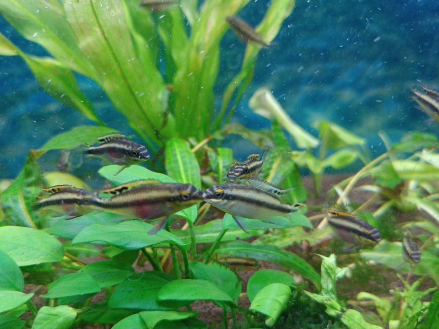 Аквариумные рыбки Пельвикохромисы