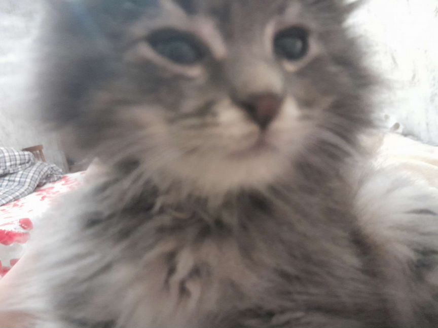 Сибирский котёнок
