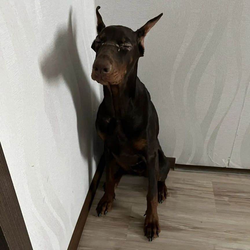 Доберман, щенок