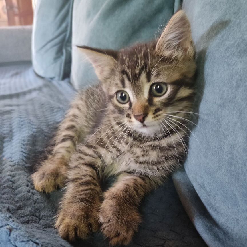 Котик