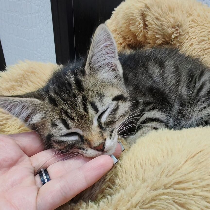 Шотландский прямоухий короткошёрстный котёнок