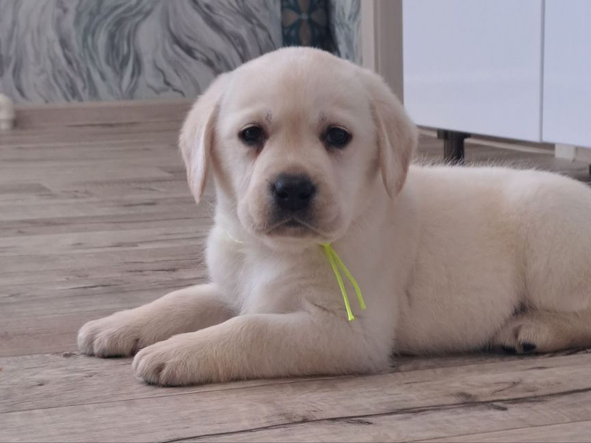 Лабрадорчики