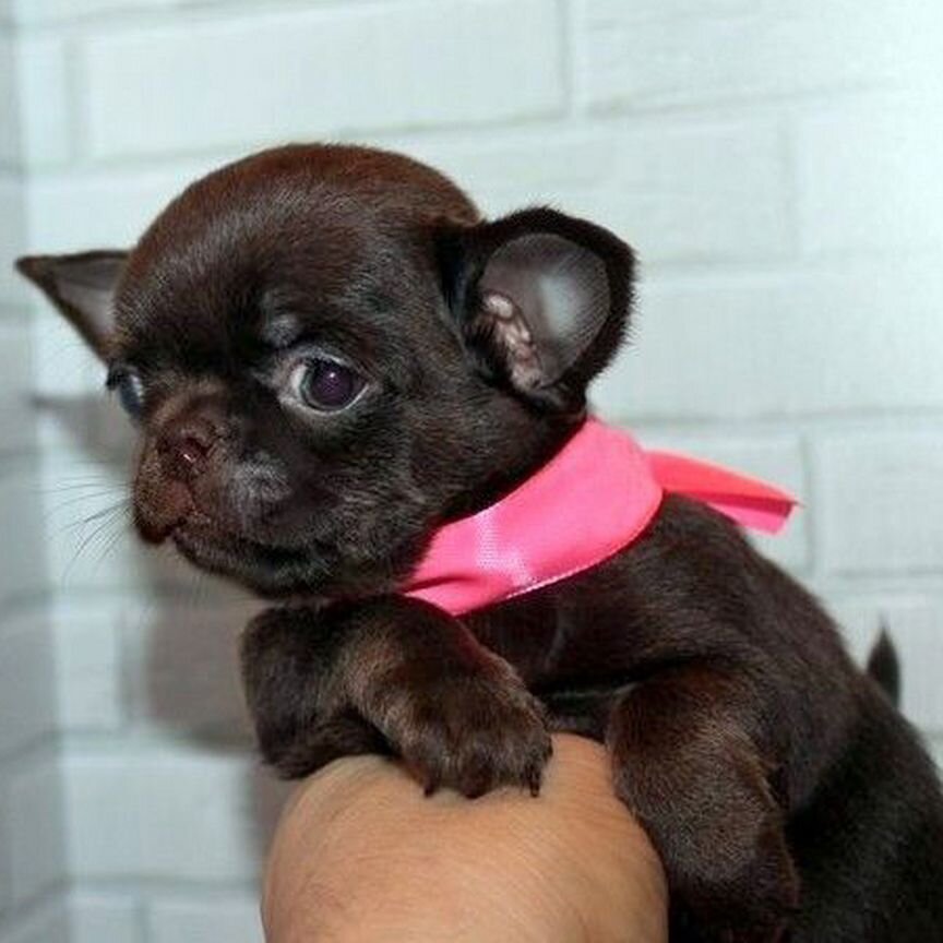 Чихуахуа роскошные, курносые девочки