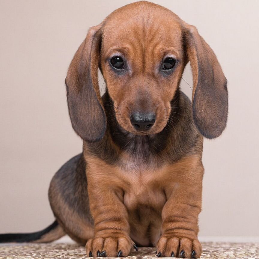 Карликовая такса, щенок