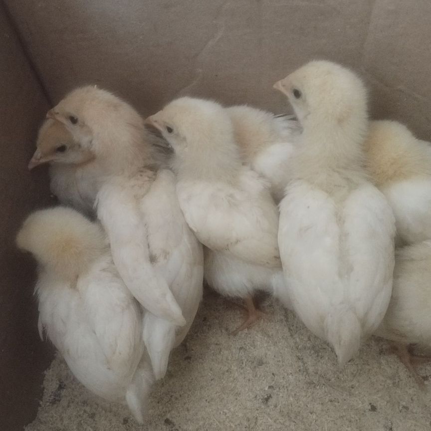 Цыплята несушки(Петушки) 7дней