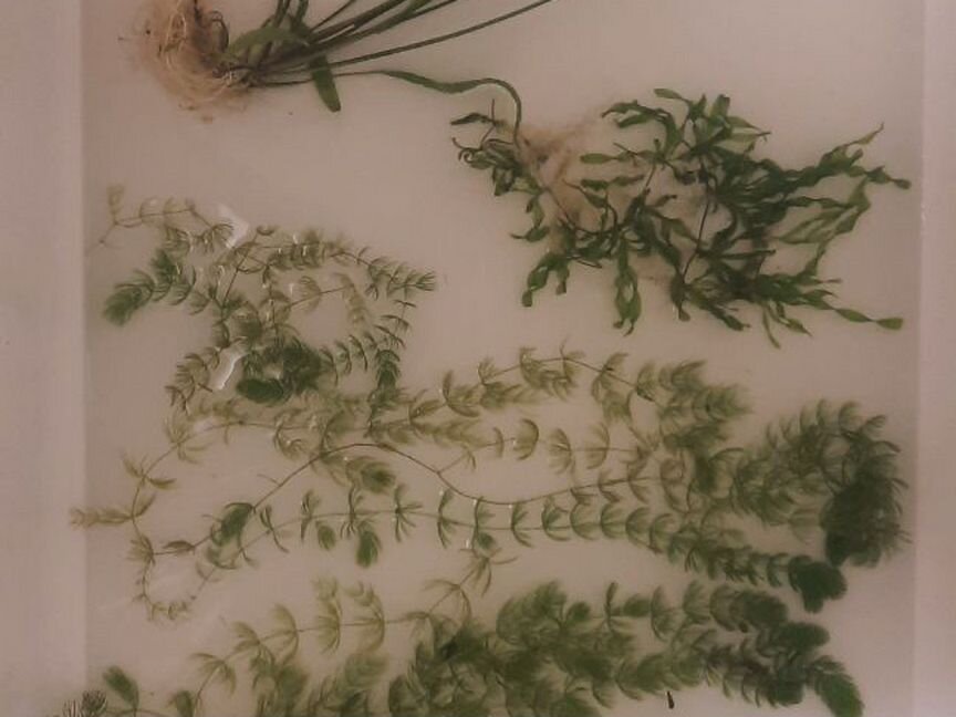 Аквариумные растения