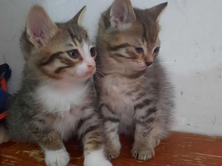 Отдам двух котиков