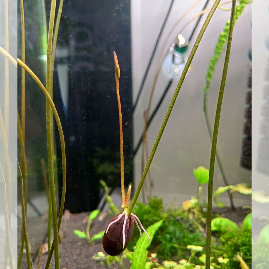 Лотос в аквариум или пруд