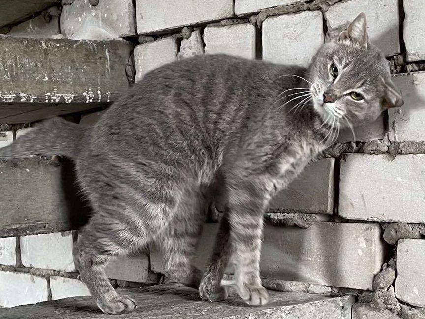 Кошечка ищет дом