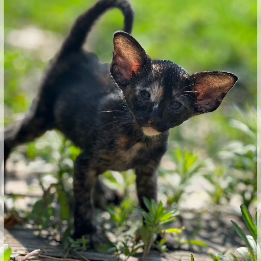 Котенок ориентальной породы
